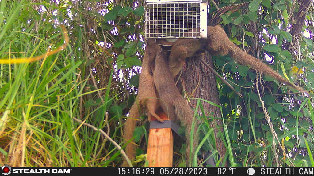Nēnē.org - Protecting Hawaii's State Bird